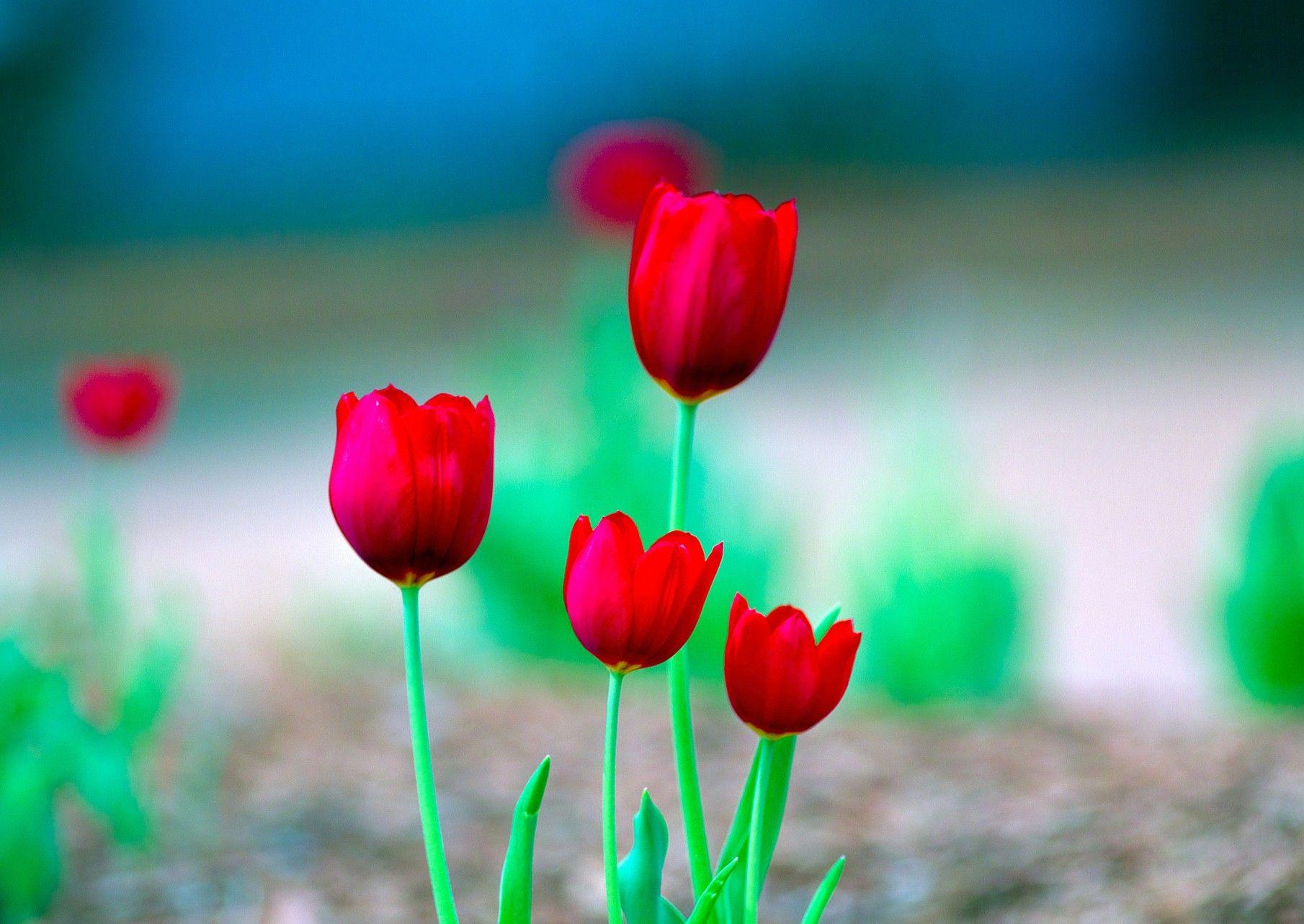 HD Quality Wallpapers - Top Free HD Quality Backgrounds - WallpaperAccess