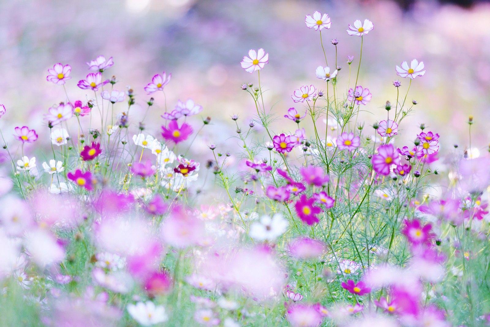 Flower High Quality Desktop Wallpapers - Top Free Flower High Quality ...