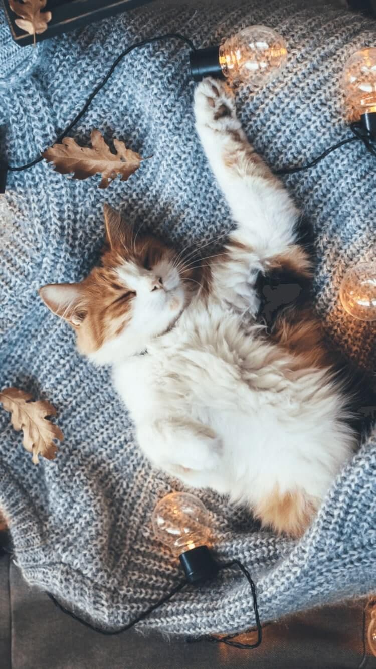 Cozy Cat Wallpapers - Top Free Cozy Cat Backgrounds - WallpaperAccess