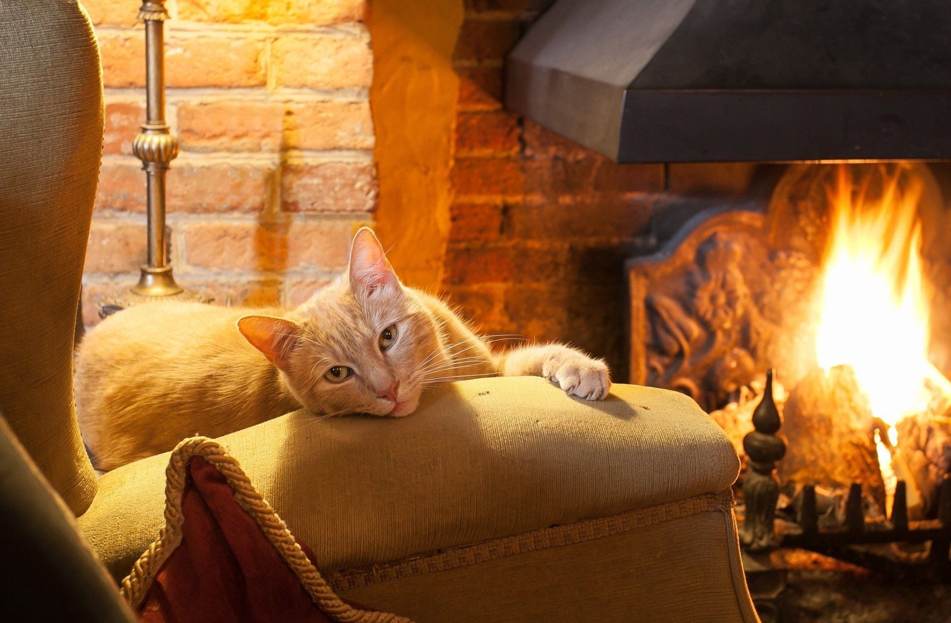 Cozy Cat Wallpapers - Top Free Cozy Cat Backgrounds - WallpaperAccess
