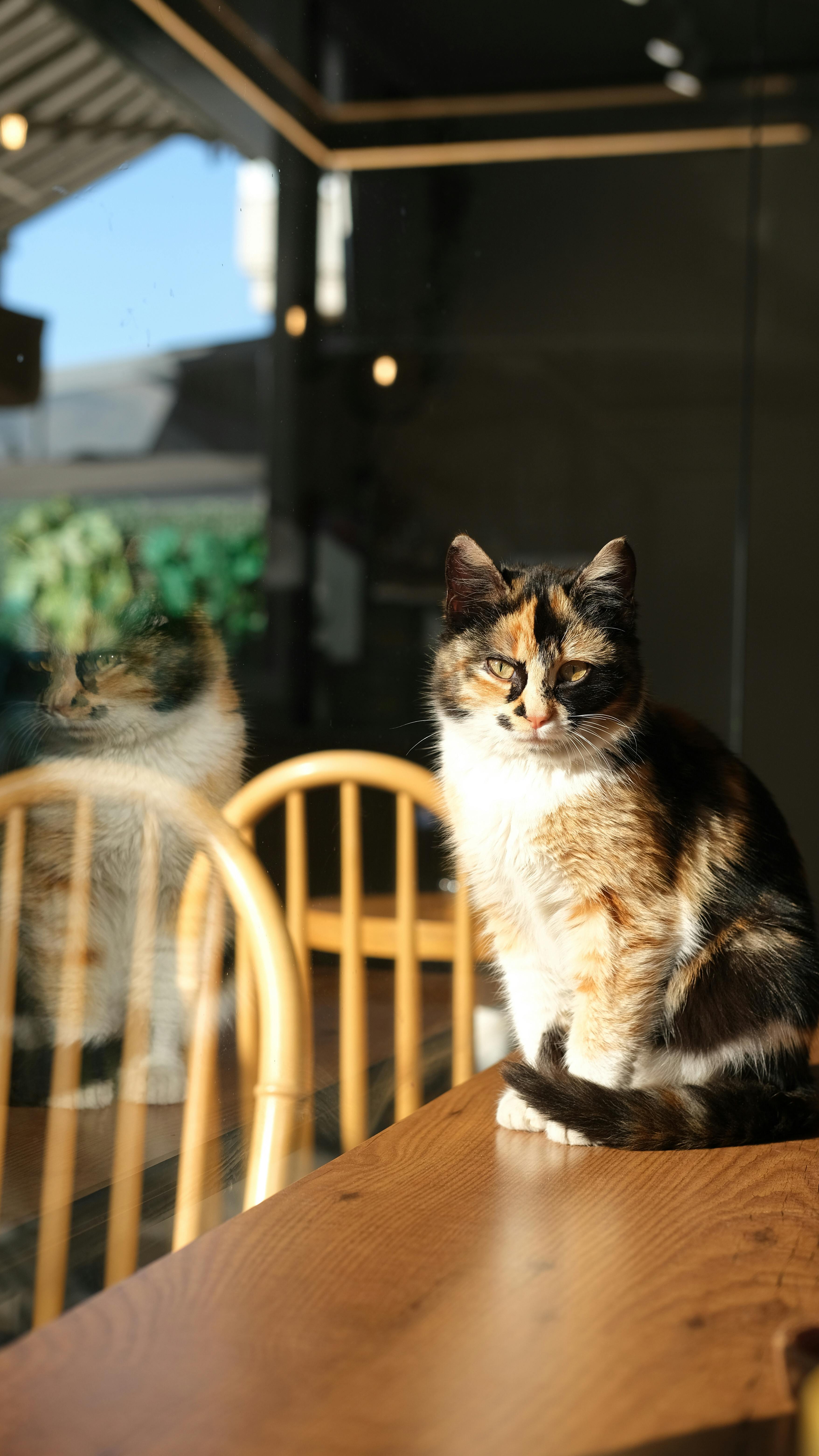 Cozy Cat Wallpapers - Top Free Cozy Cat Backgrounds - WallpaperAccess