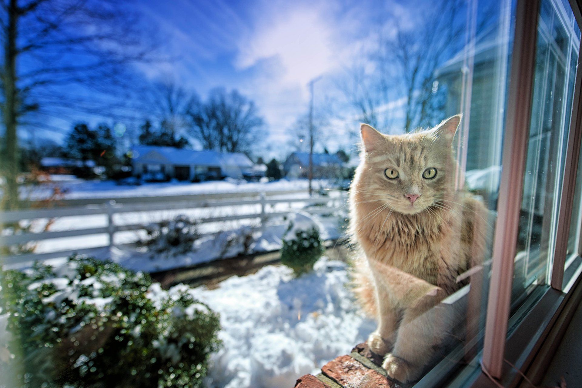 Cozy Cat Wallpapers - Top Free Cozy Cat Backgrounds - WallpaperAccess