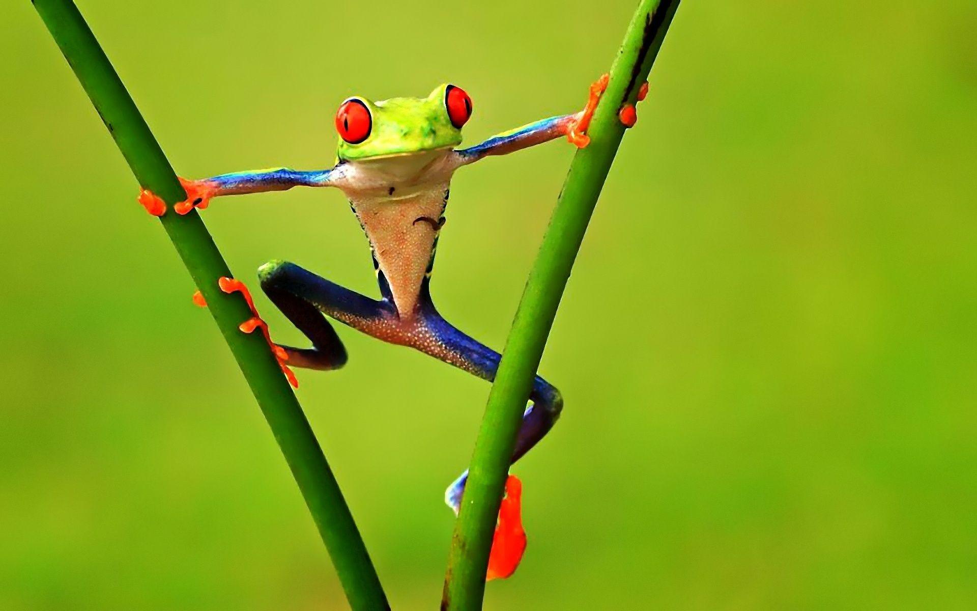 Frog Desktop Wallpapers - Top Free Frog Desktop Backgrounds ...