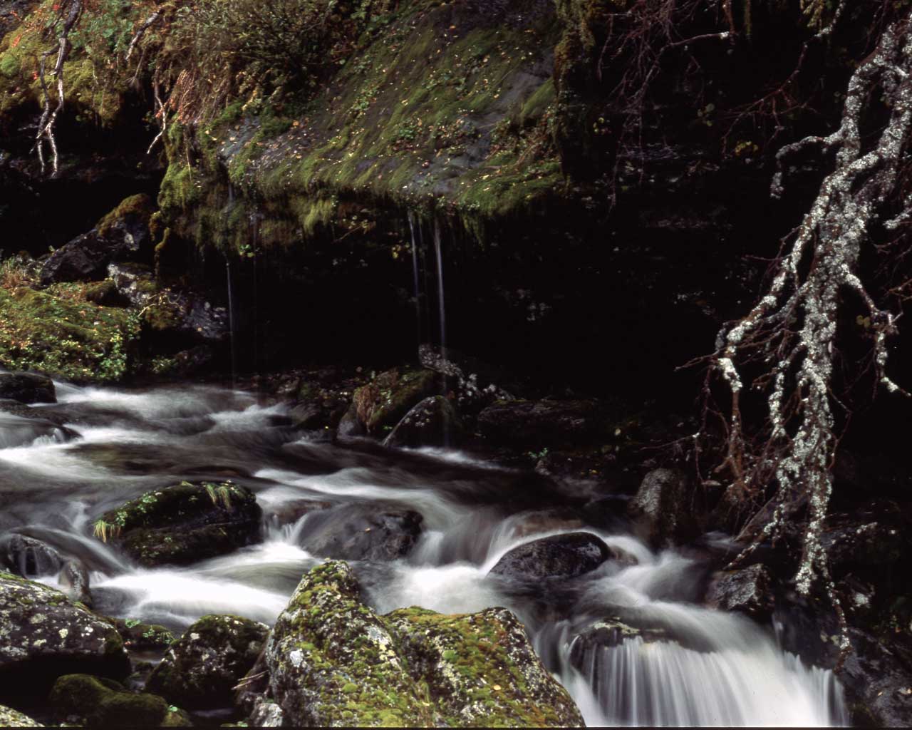 64K Ultra HD Forest Wallpapers - Top Free 64K Ultra HD Forest ...