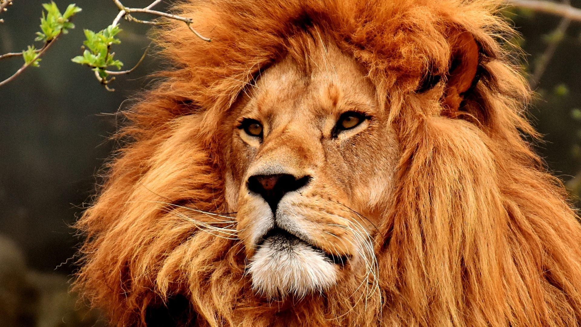 Full HD Lion Wallpapers - Top Free Full HD Lion Backgrounds ...