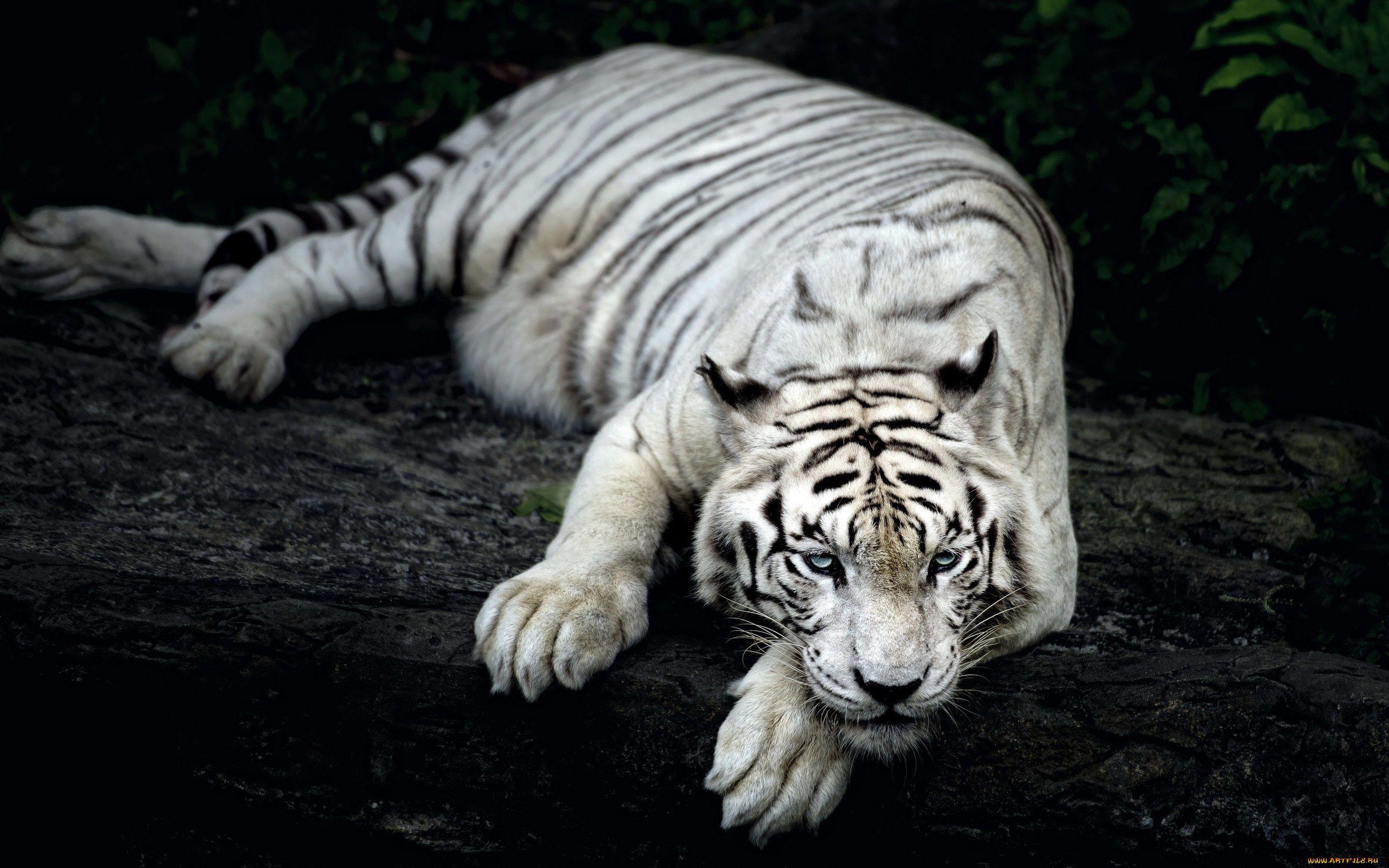 HD Animals Wallpapers - Top Free HD Animals Backgrounds - WallpaperAccess
