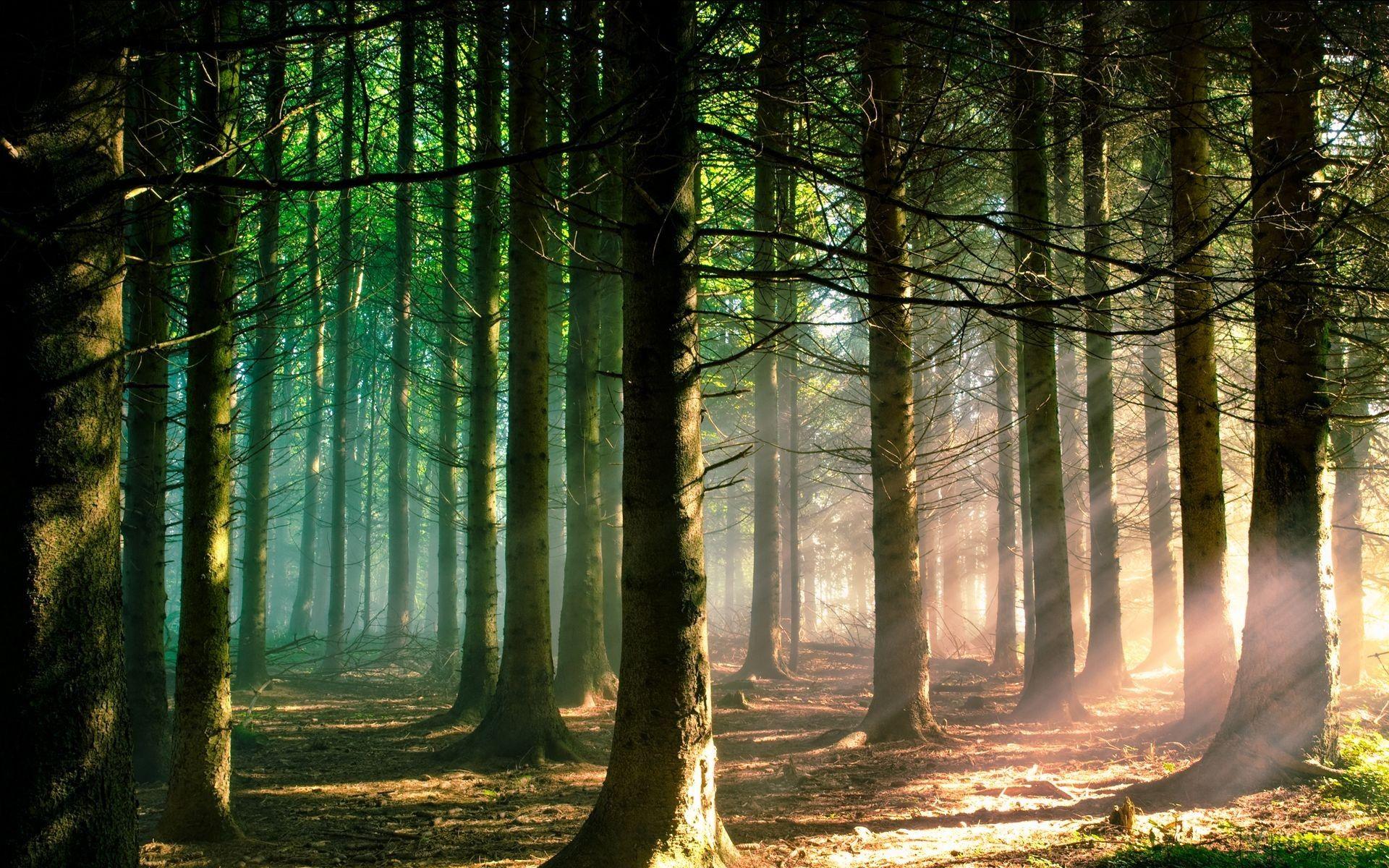 Full HD Forest Wallpapers - Top Free Full HD Forest Backgrounds ...