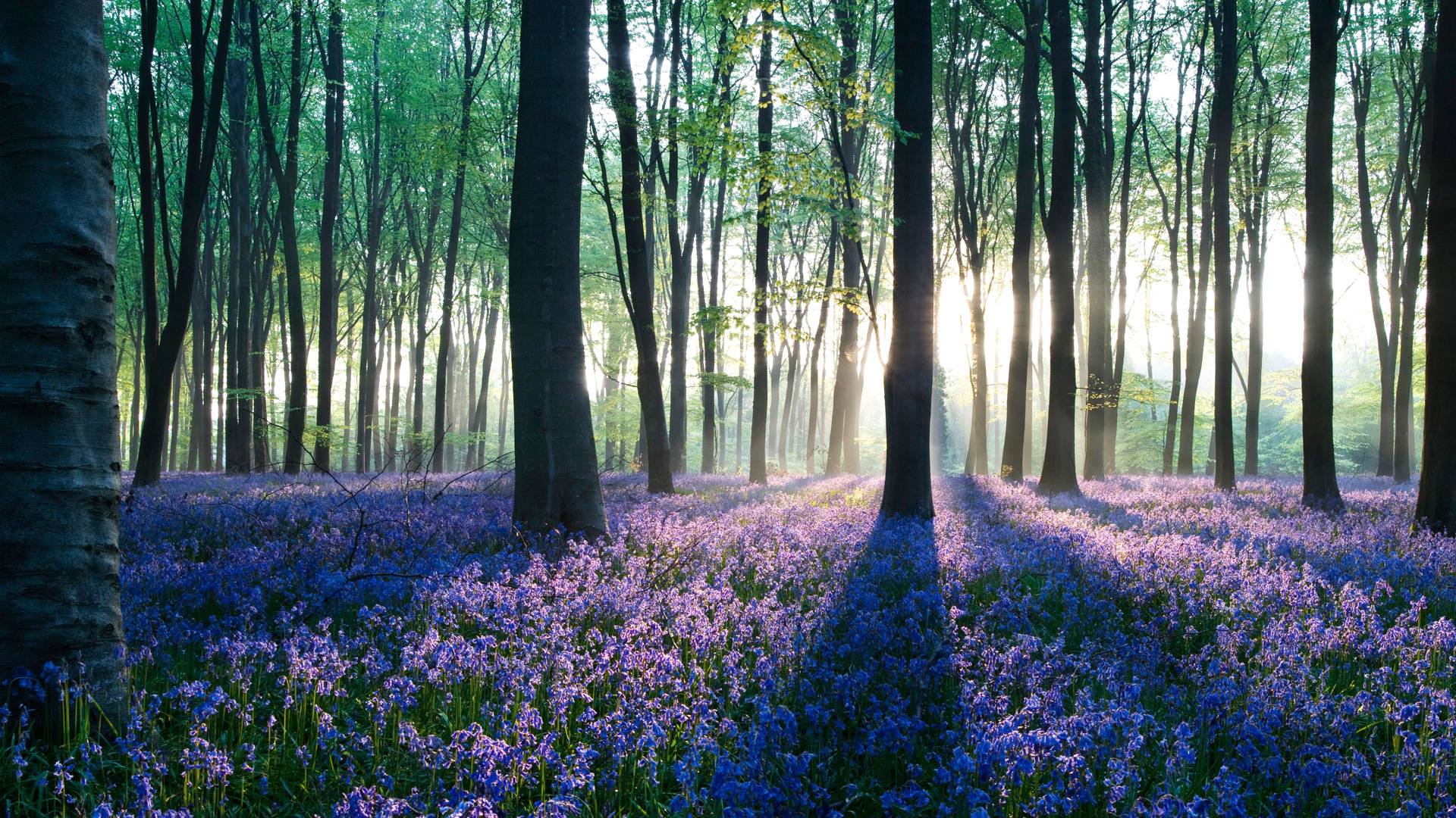 Full HD Forest Wallpapers - Top Free Full HD Forest Backgrounds ...