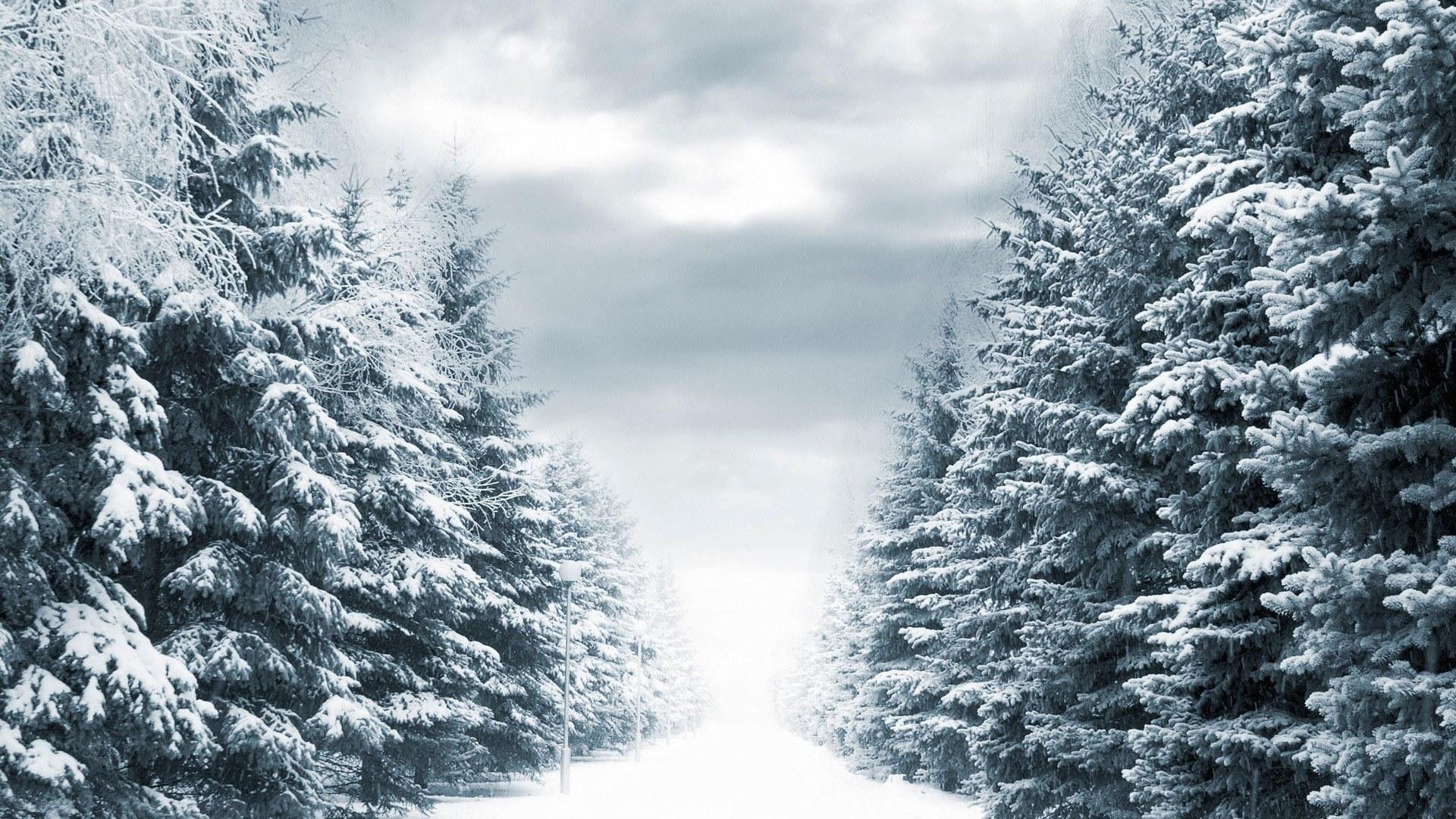 Winter Snow Trees Wallpapers - Top Free Winter Snow Trees Backgrounds ...