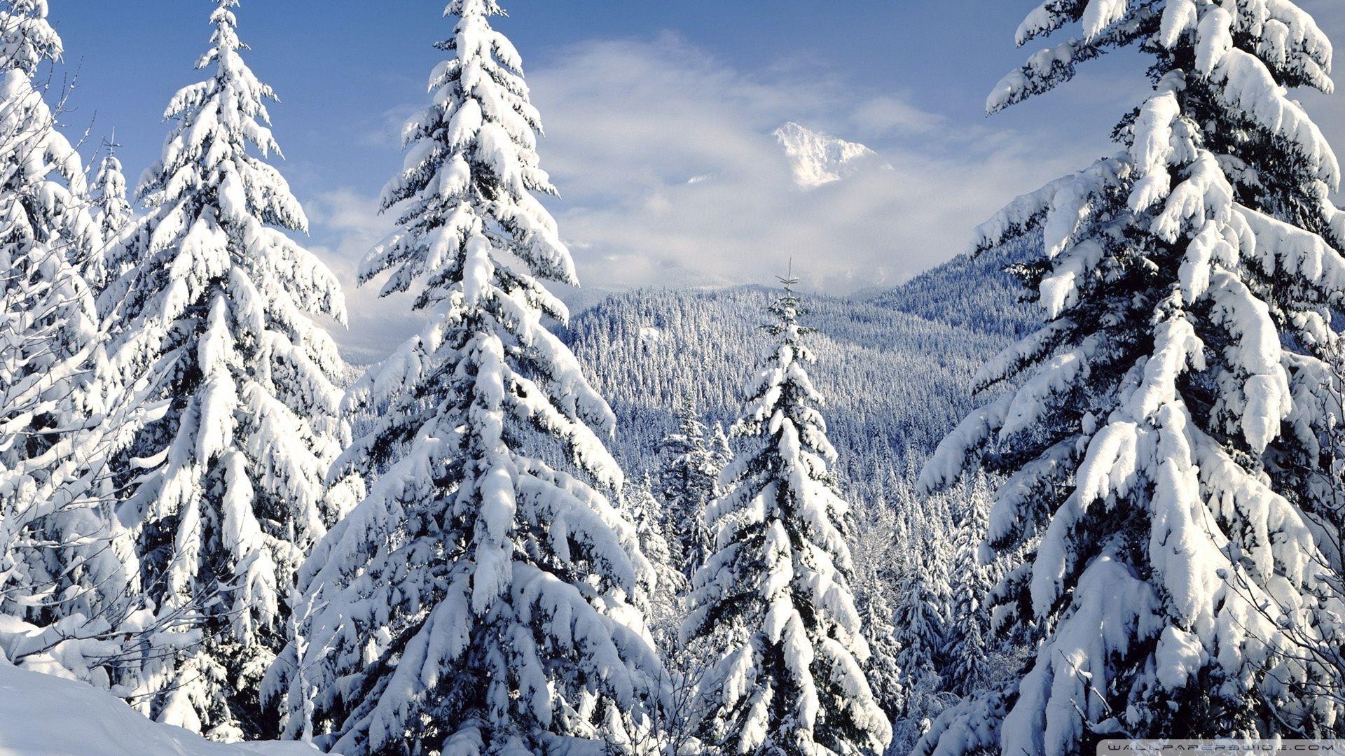 Winter Snow Trees Wallpapers - Top Free Winter Snow Trees Backgrounds ...