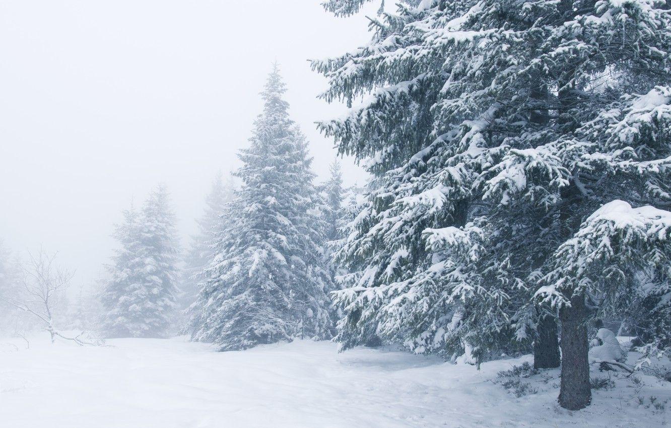 Winter Snow Trees Wallpapers - Top Free Winter Snow Trees Backgrounds ...