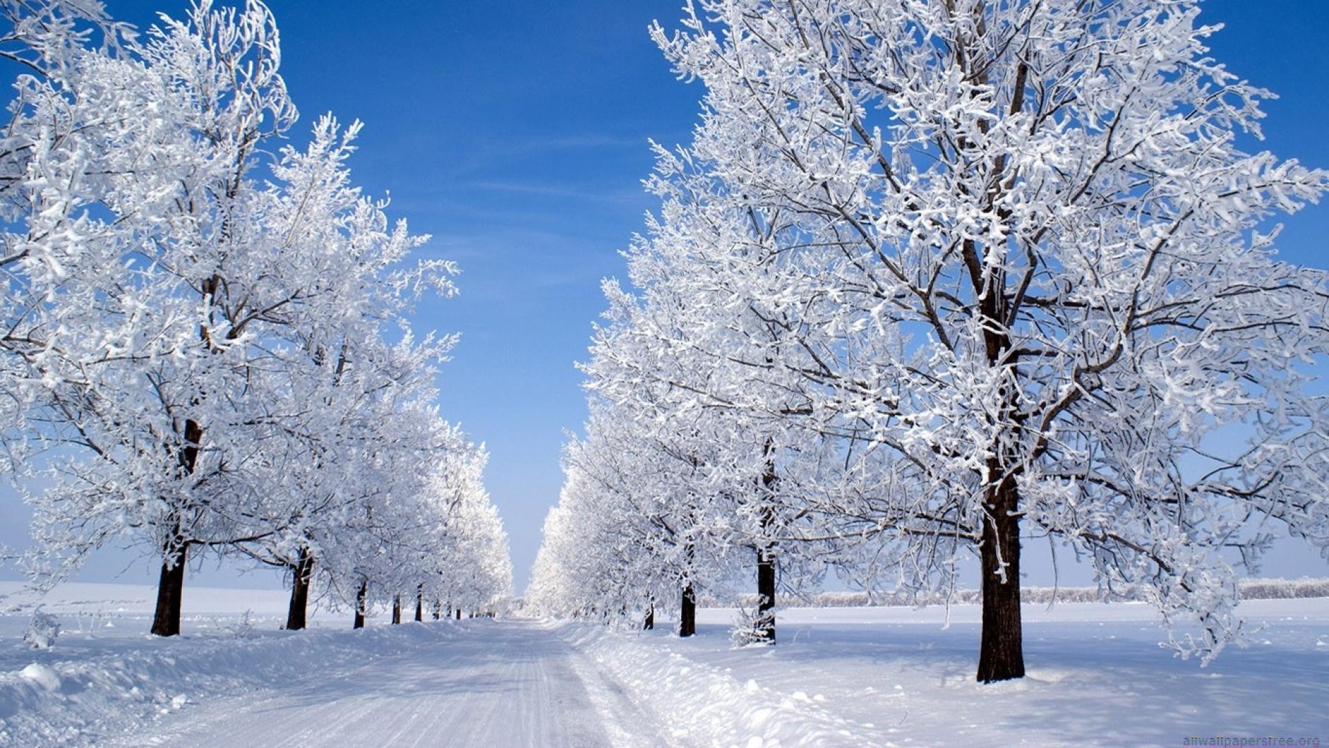 Winter Snow Trees Wallpapers - Top Free Winter Snow Trees Backgrounds ...