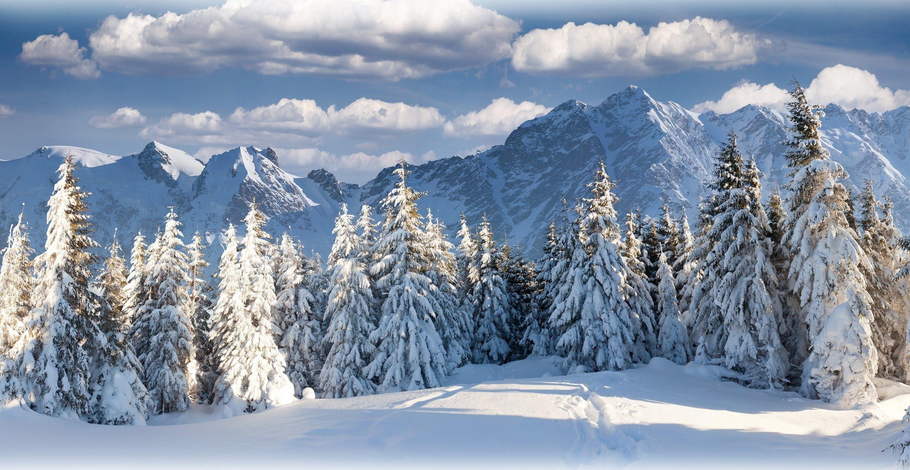 Winter Snow Trees Wallpapers - Top Free Winter Snow Trees Backgrounds ...