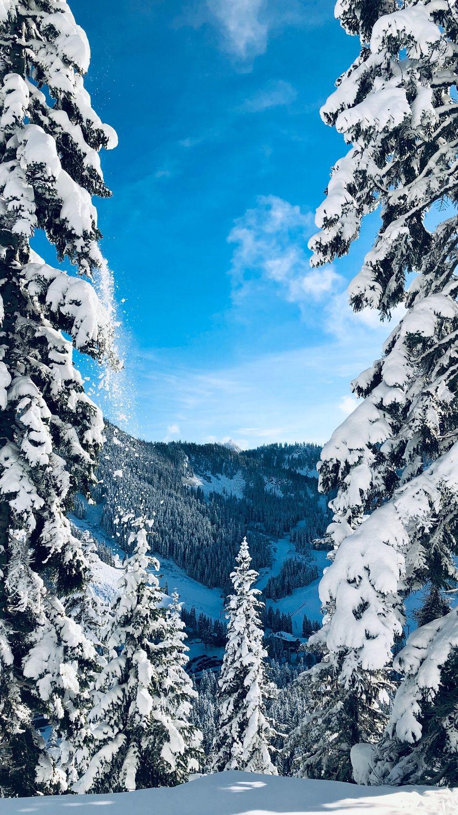 Winter Snow Trees Wallpapers - Top Free Winter Snow Trees Backgrounds ...