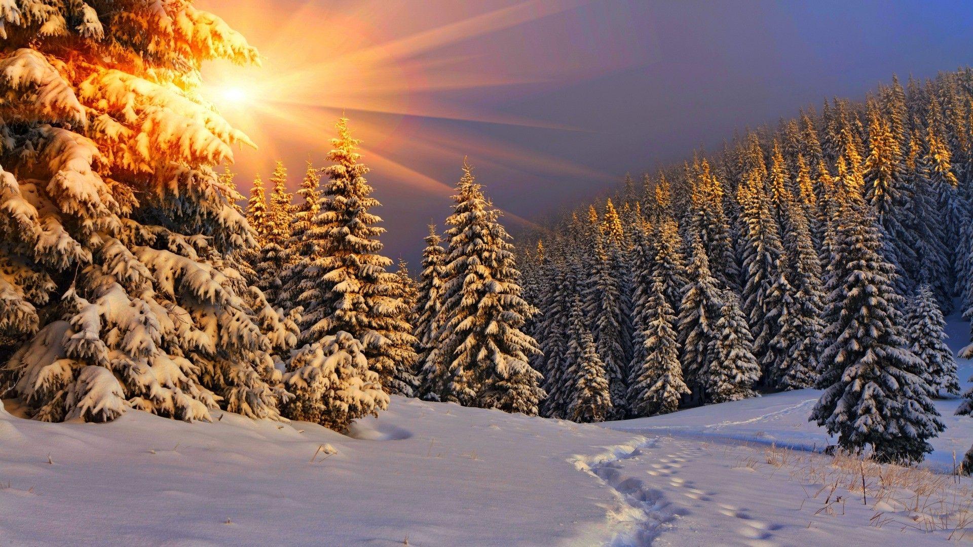 Winter Snow Trees Wallpapers - Top Free Winter Snow Trees Backgrounds ...