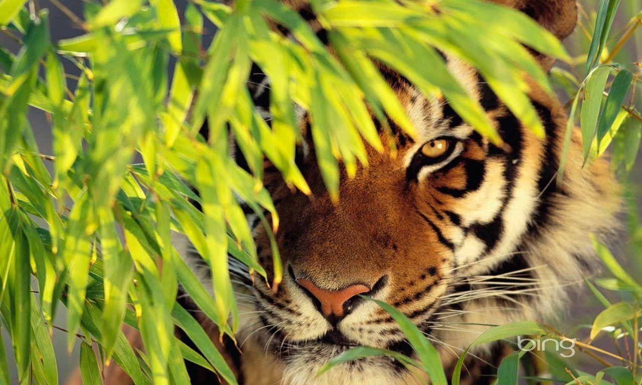 Bengal Tiger Wallpapers - Top Free Bengal Tiger Backgrounds ...