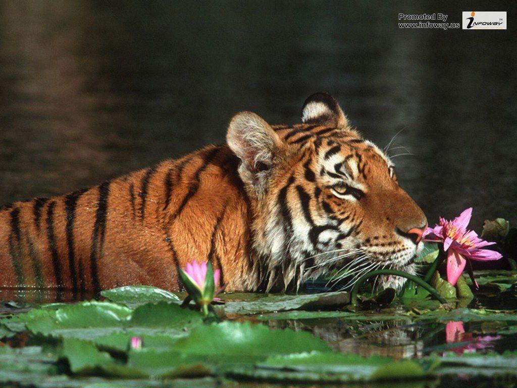 Bengal Tiger Wallpapers - Top Free Bengal Tiger Backgrounds ...