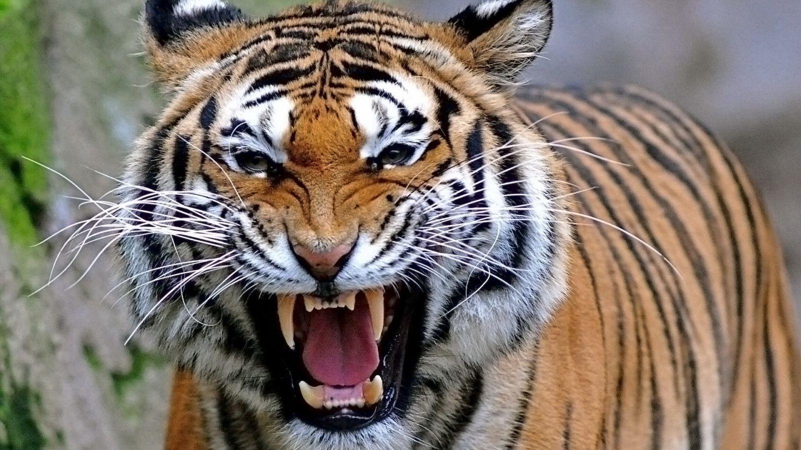 Bengal Tiger Wallpapers - Top Free Bengal Tiger Backgrounds ...