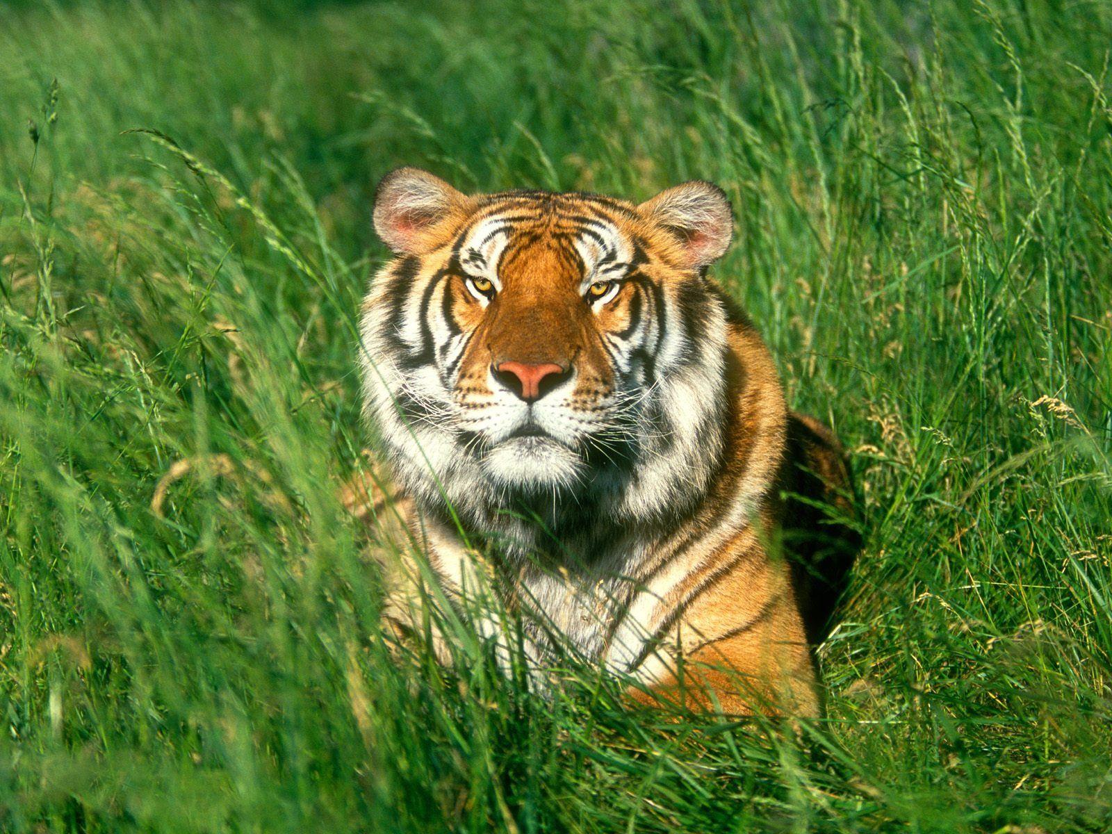 Bengal Tiger Wallpapers - Top Free Bengal Tiger Backgrounds ...