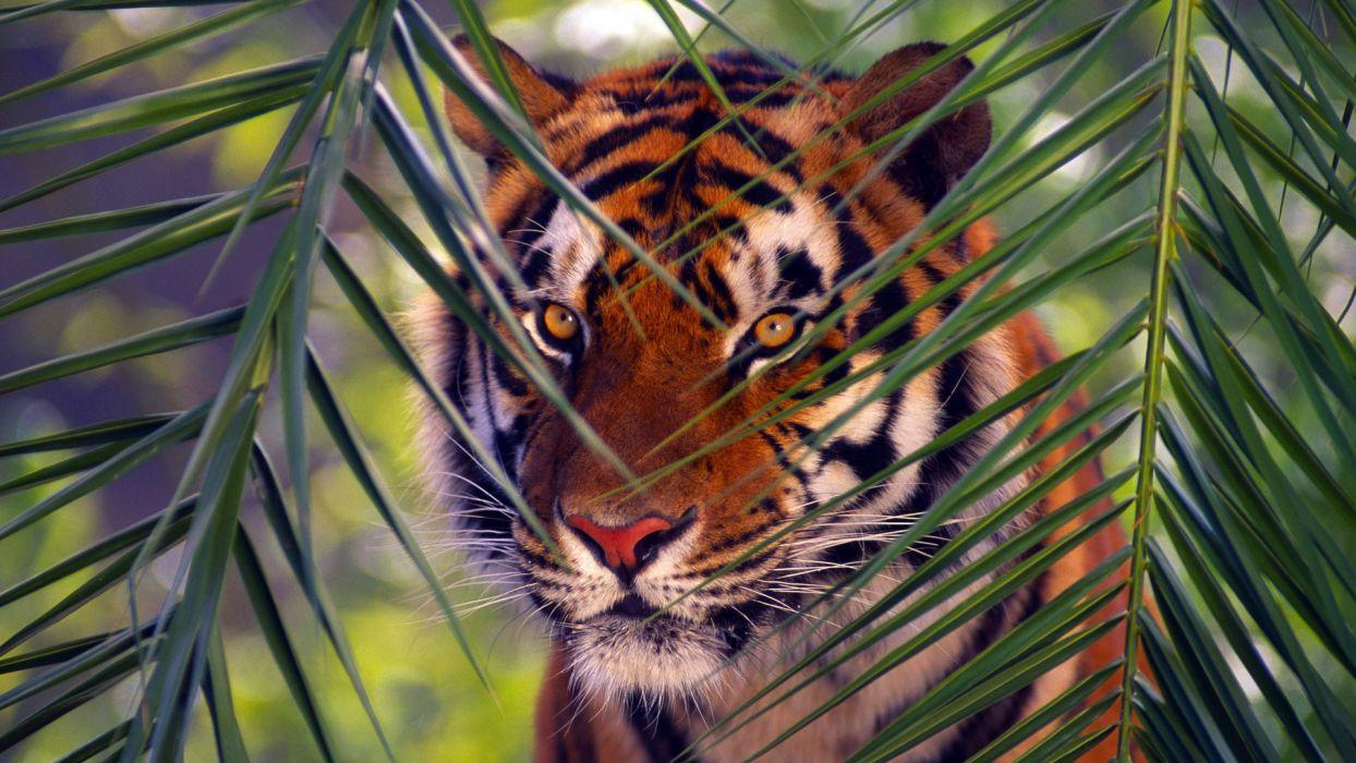 Bengal Tiger Wallpapers - Top Free Bengal Tiger Backgrounds ...