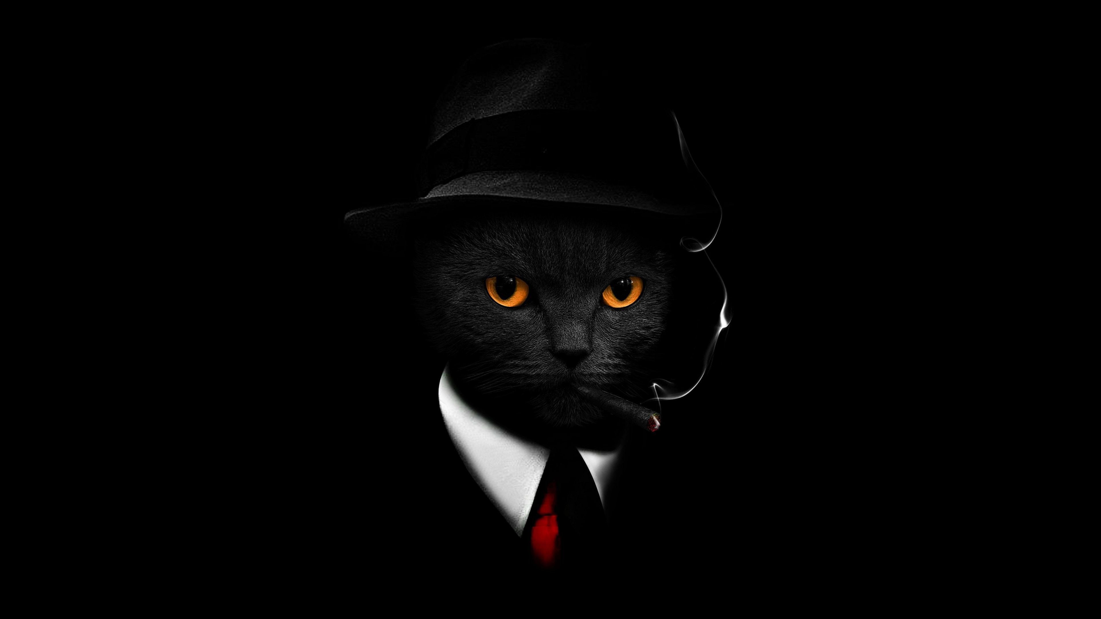 Cat Smoking Wallpapers - Top Free Cat Smoking Backgrounds - WallpaperAccess