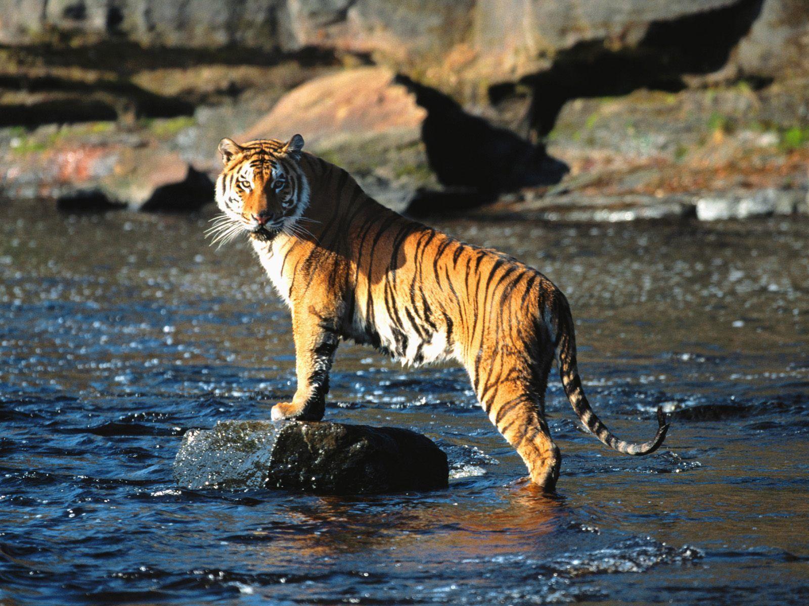 Bengal Tiger Wallpapers - Top Free Bengal Tiger Backgrounds ...