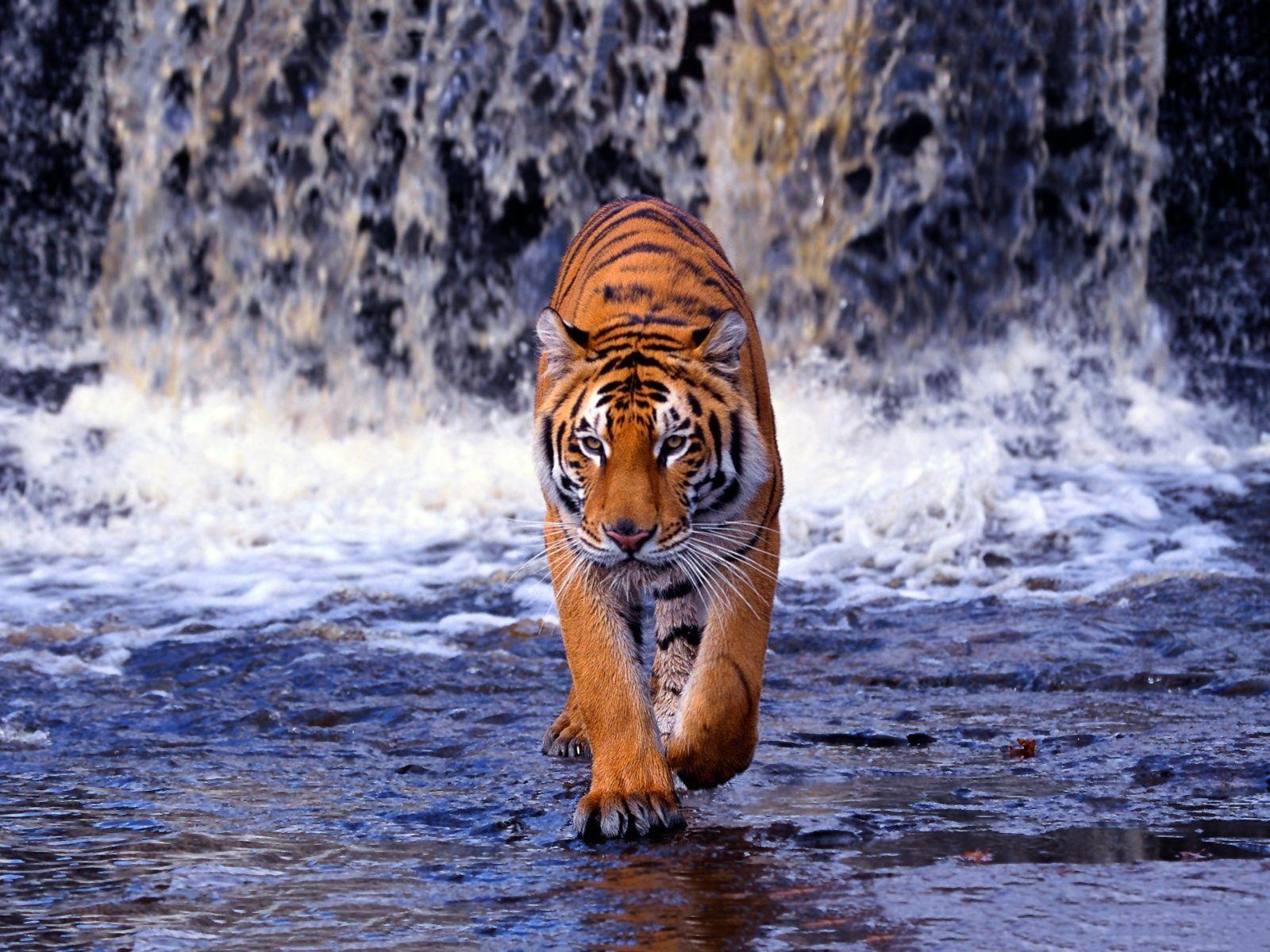 Bengal Tiger Wallpapers - Top Free Bengal Tiger Backgrounds ...