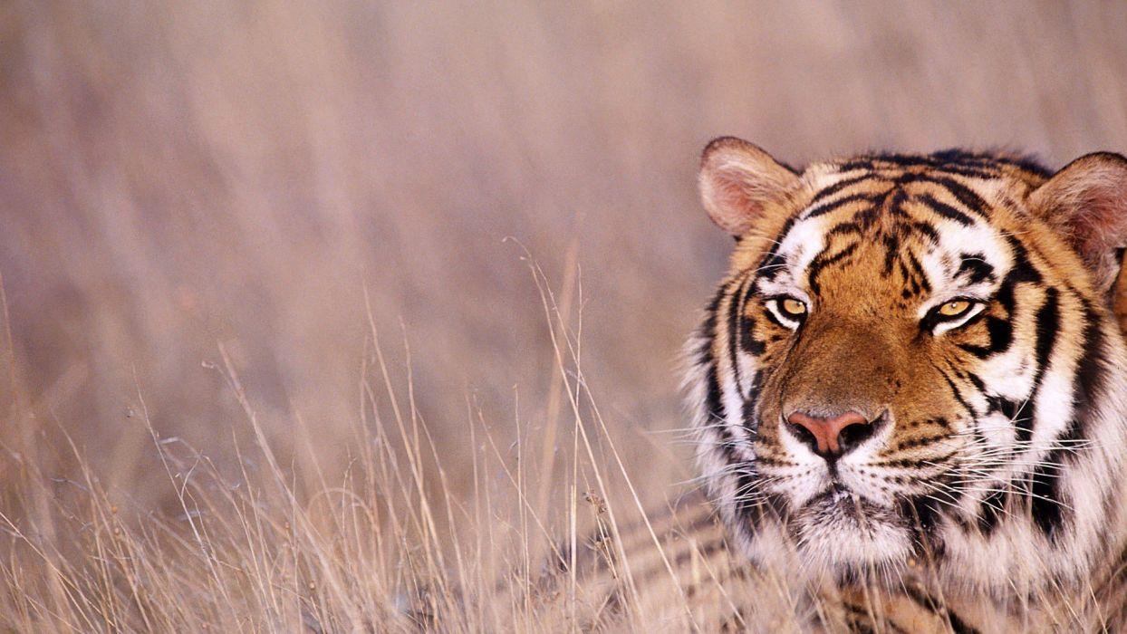 Bengal Tiger Wallpapers - Top Free Bengal Tiger Backgrounds ...