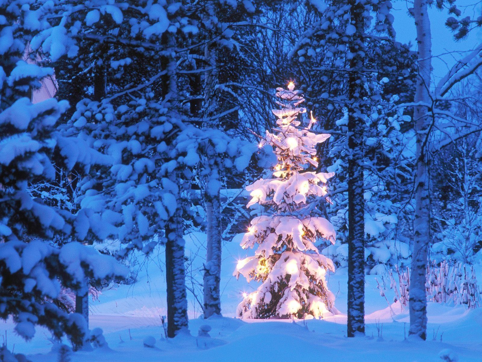 Christmas Tree In Snow Wallpapers - Top Free Christmas Tree In Snow ...