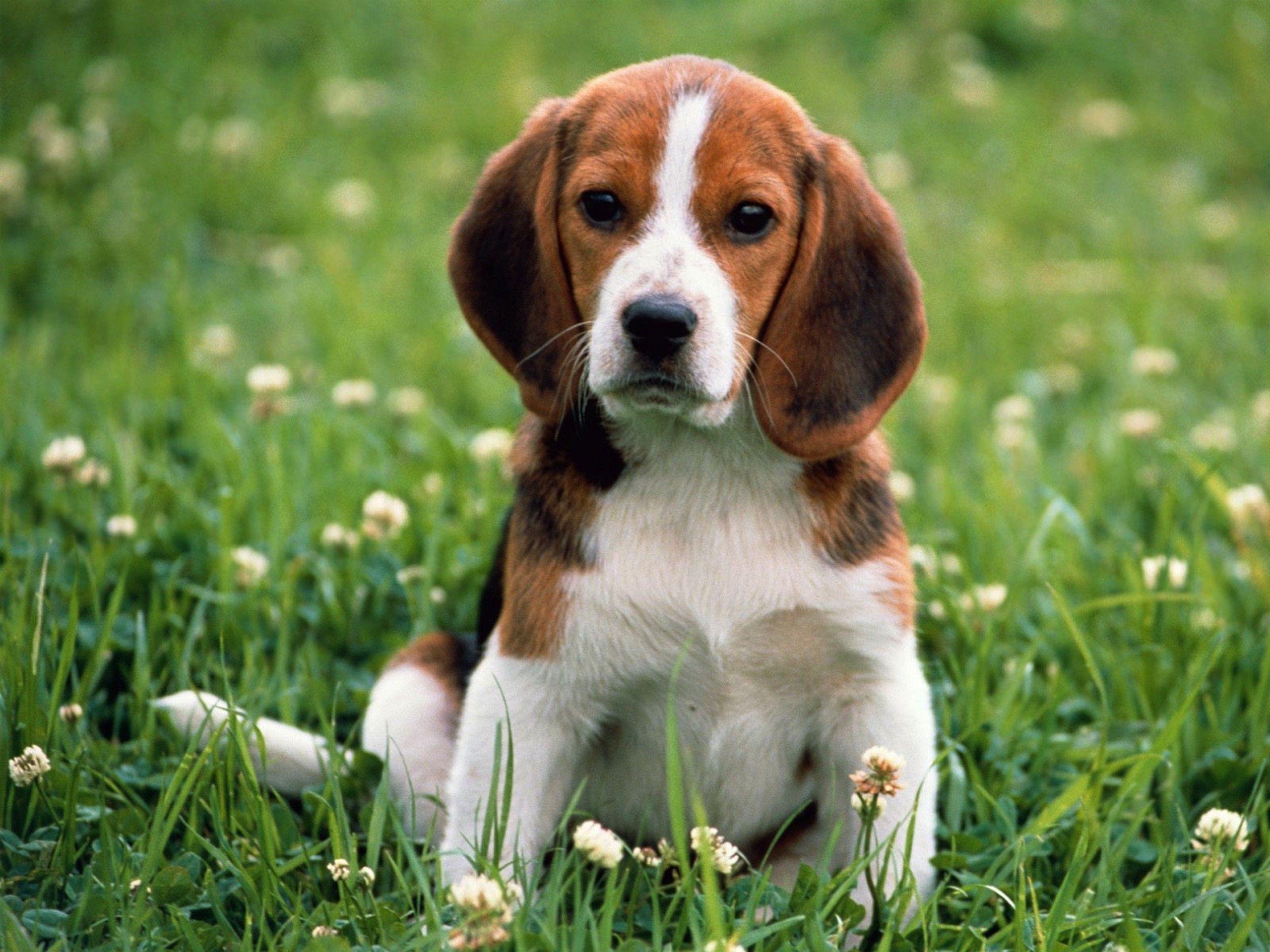 Love Animal Wallpapers - Top Free Love Animal Backgrounds - WallpaperAccess