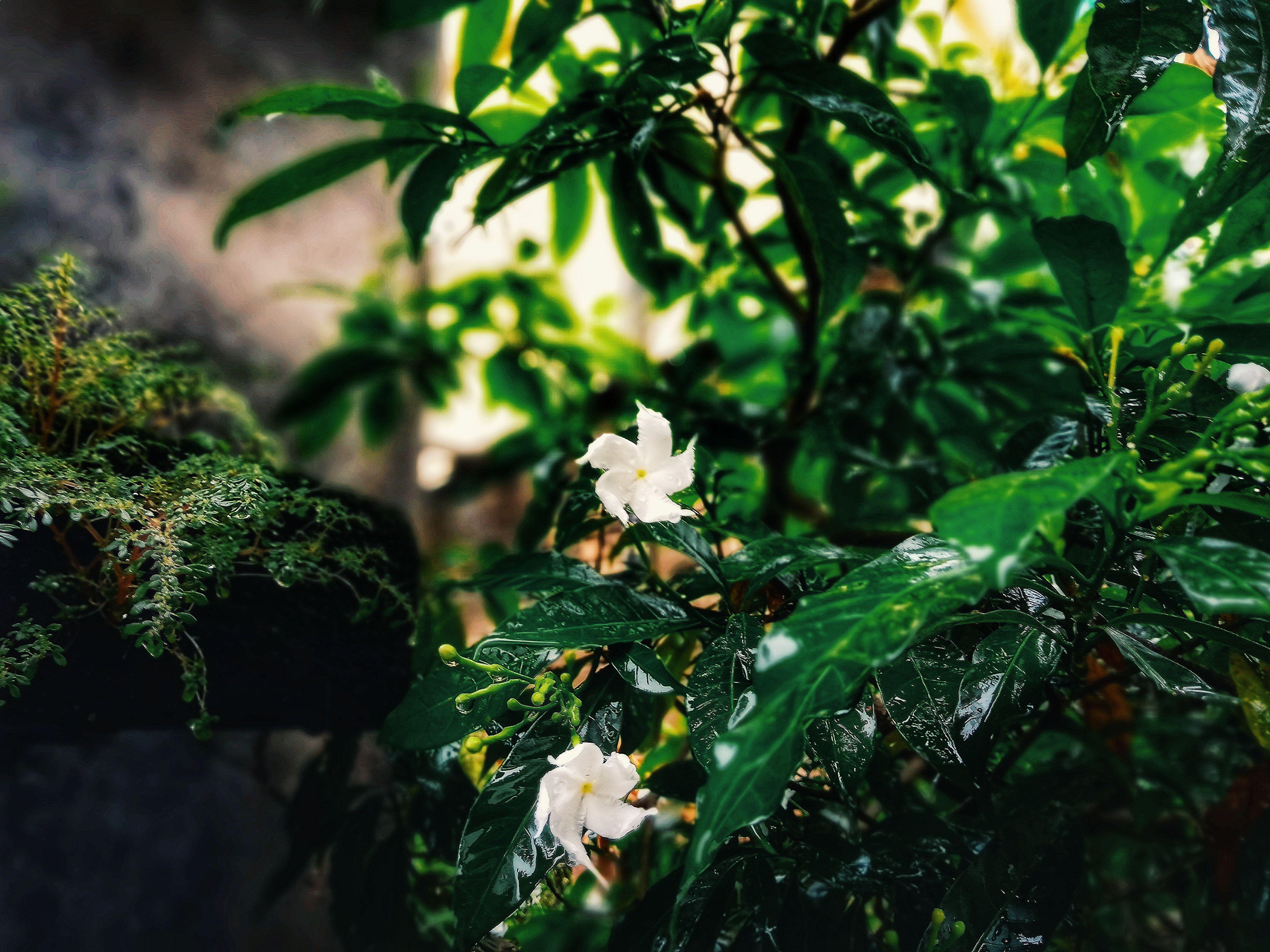 VSCO Flowers Desktop Wallpapers - Top Free VSCO Flowers Desktop ...