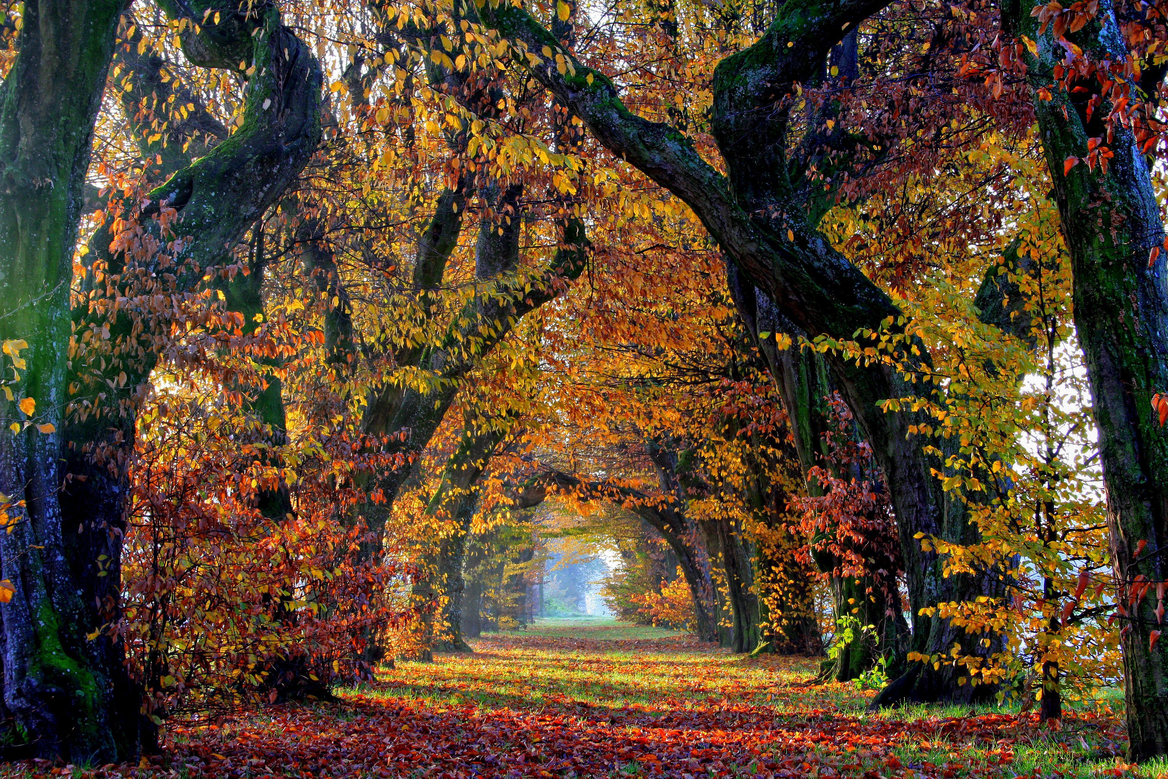 Late Autumn Wallpapers - Top Free Late Autumn Backgrounds - WallpaperAccess