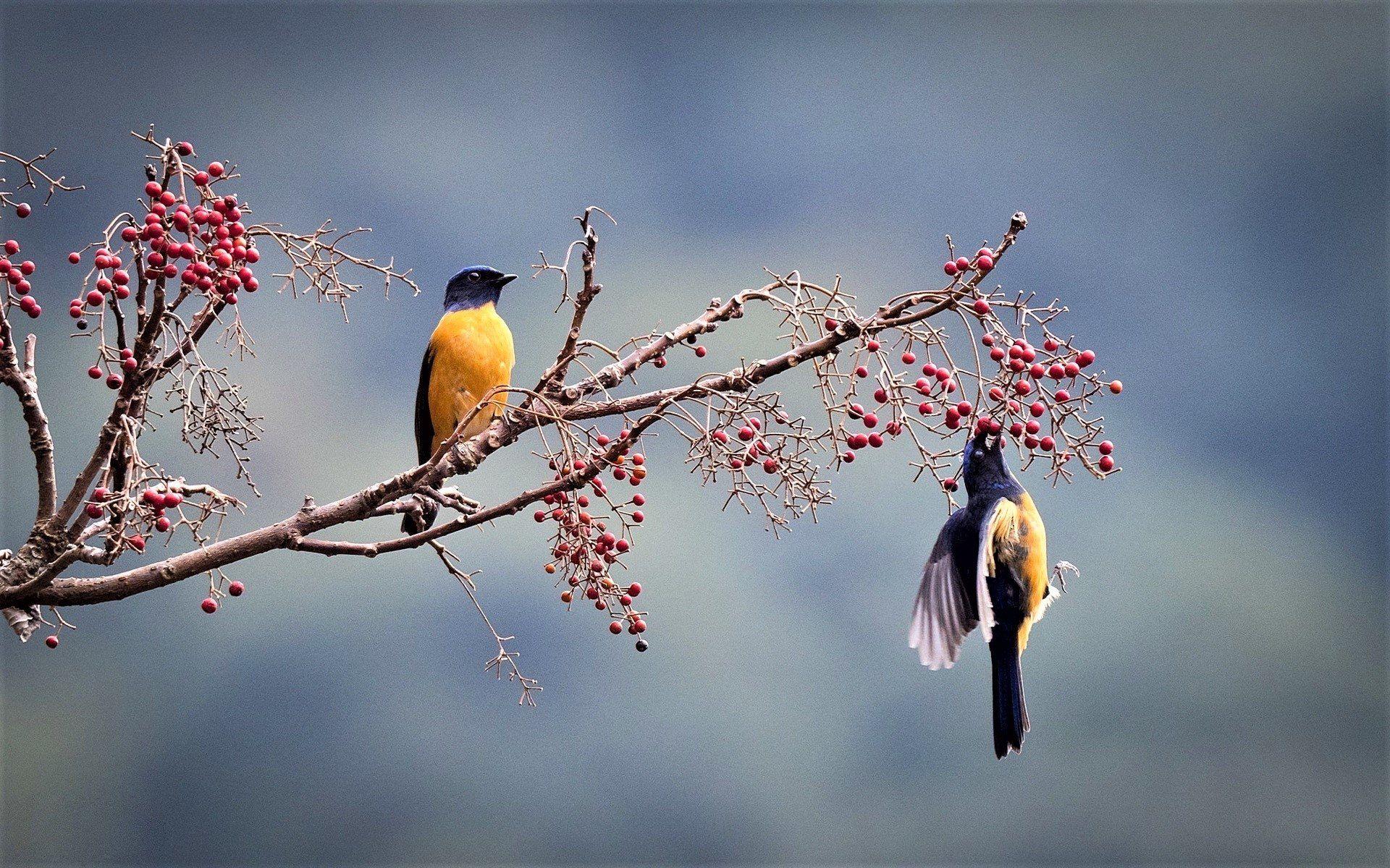 Eating Wallpapers - Top Free Eating Backgrounds - WallpaperAccess