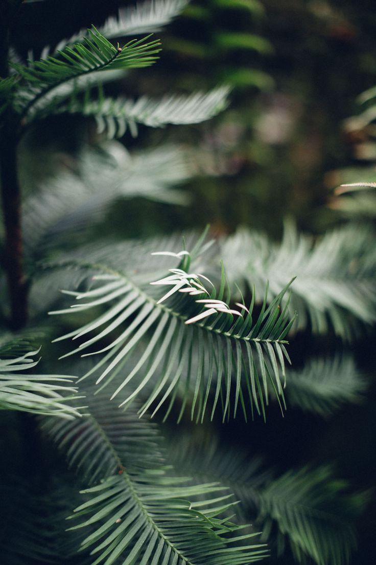 Green VSCO Wallpapers - Top Free Green VSCO Backgrounds - WallpaperAccess