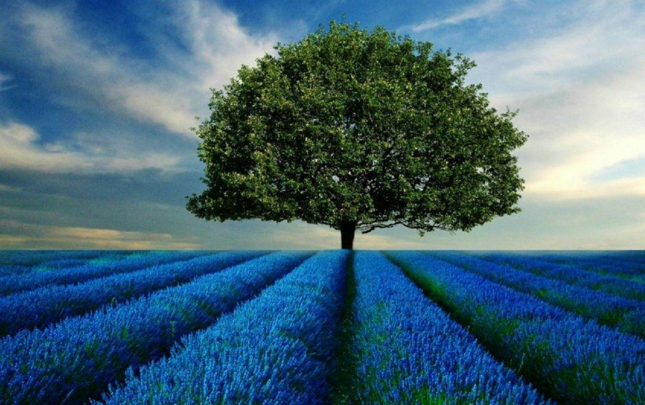 Blue Trees Wallpapers - Top Free Blue Trees Backgrounds - WallpaperAccess