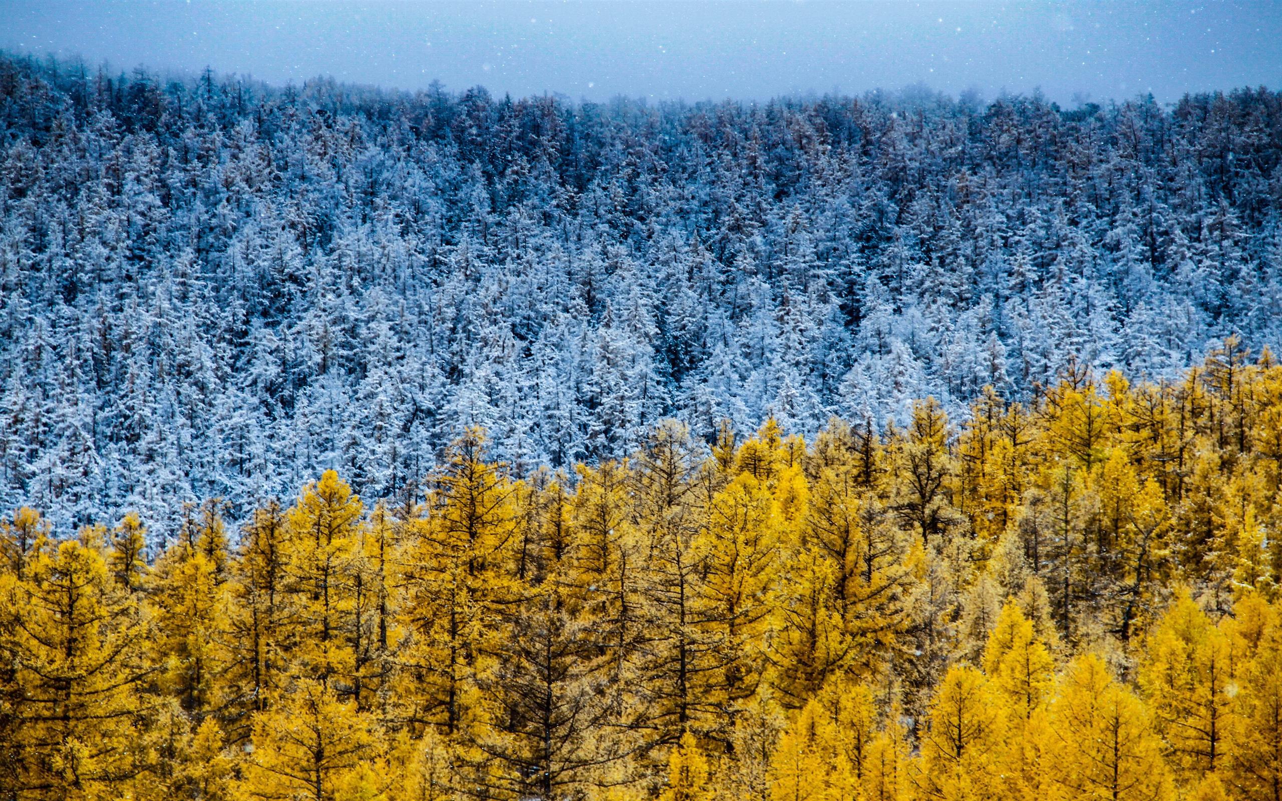 Yellow Forest Wallpapers - Top Free Yellow Forest Backgrounds ...