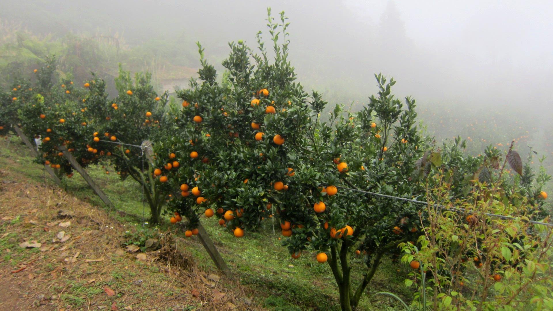 Orange Tree Wallpapers - Top Free Orange Tree Backgrounds - WallpaperAccess