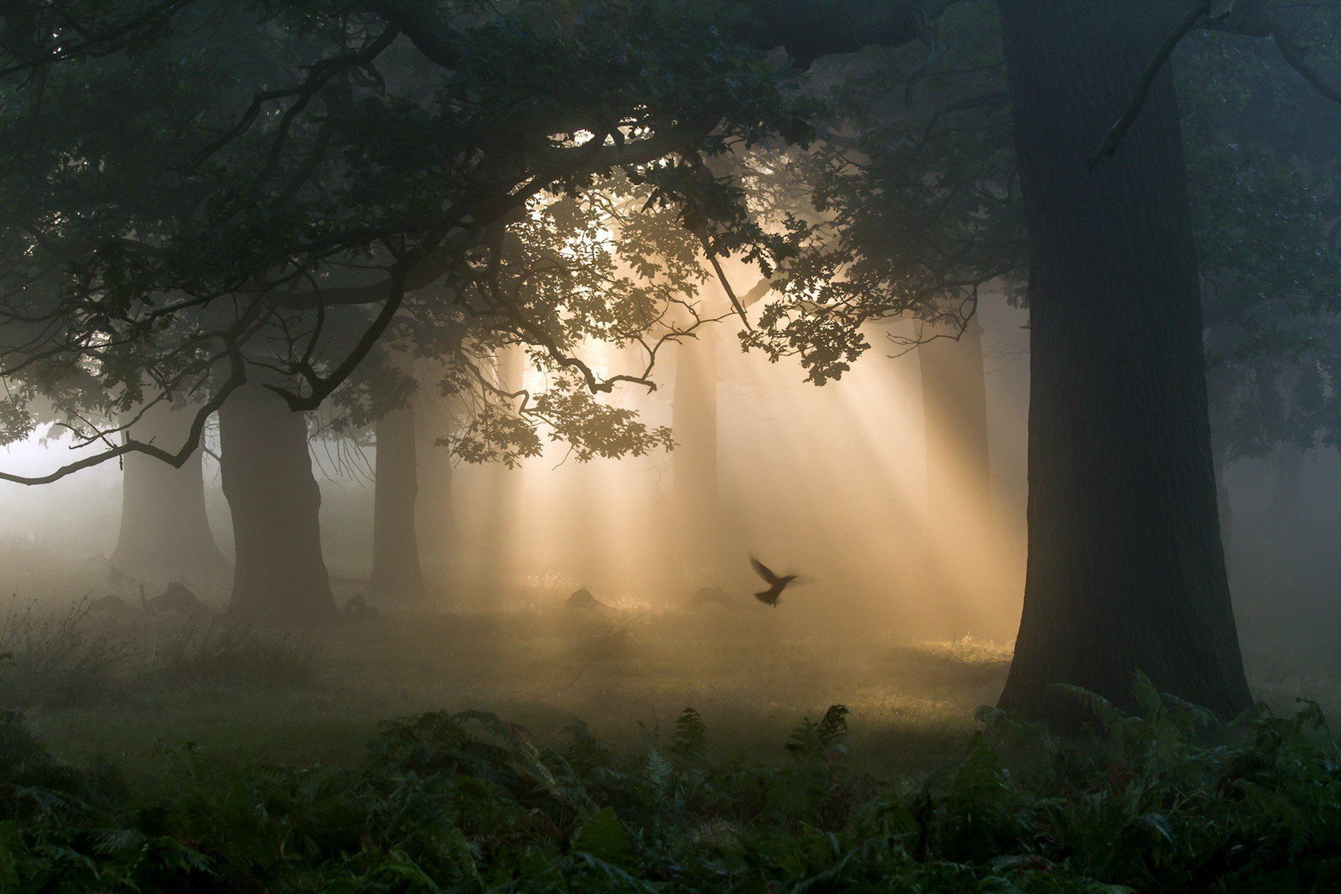 Birds In The Forest Wallpapers - Top Free Birds In The Forest ...