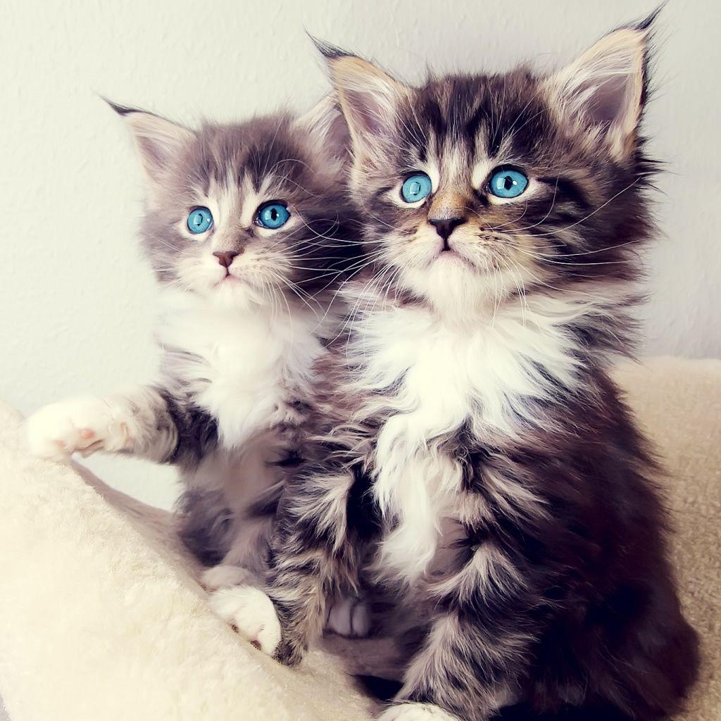 Cat iPad Wallpapers - Top Free Cat iPad Backgrounds - WallpaperAccess