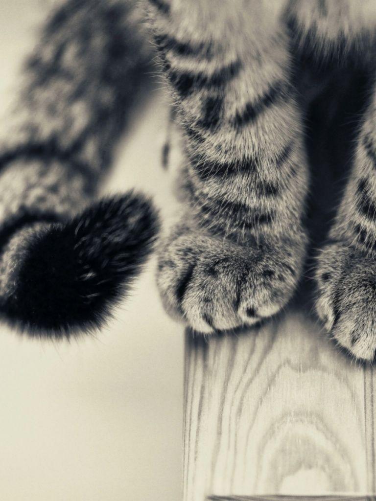 Cat iPad Wallpapers - Top Free Cat iPad Backgrounds - WallpaperAccess