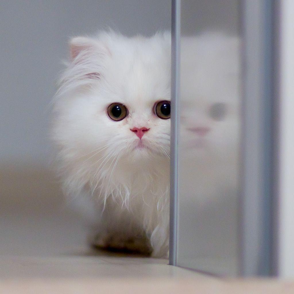Cat iPad Wallpapers - Top Free Cat iPad Backgrounds - WallpaperAccess