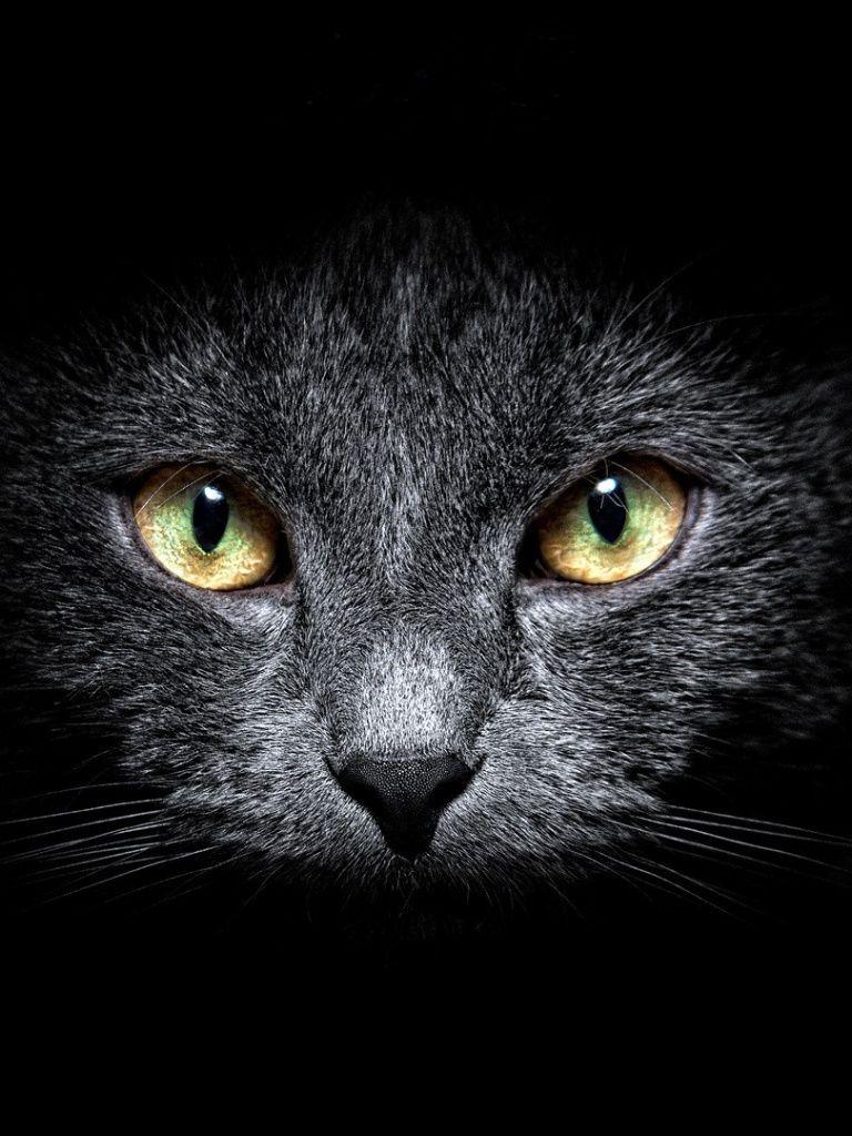 Cat iPad Wallpapers - Top Free Cat iPad Backgrounds - WallpaperAccess