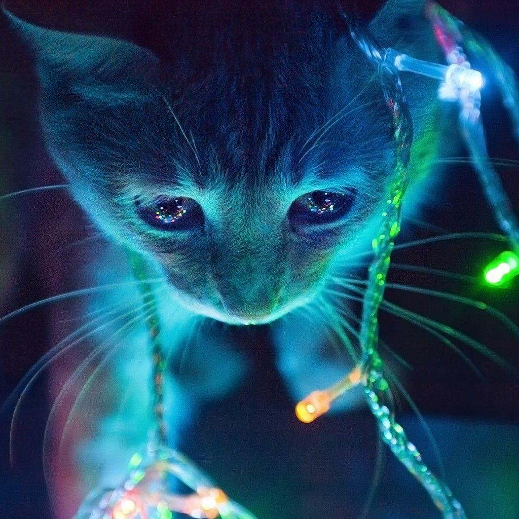 Cat iPad Wallpapers - Top Free Cat iPad Backgrounds - WallpaperAccess