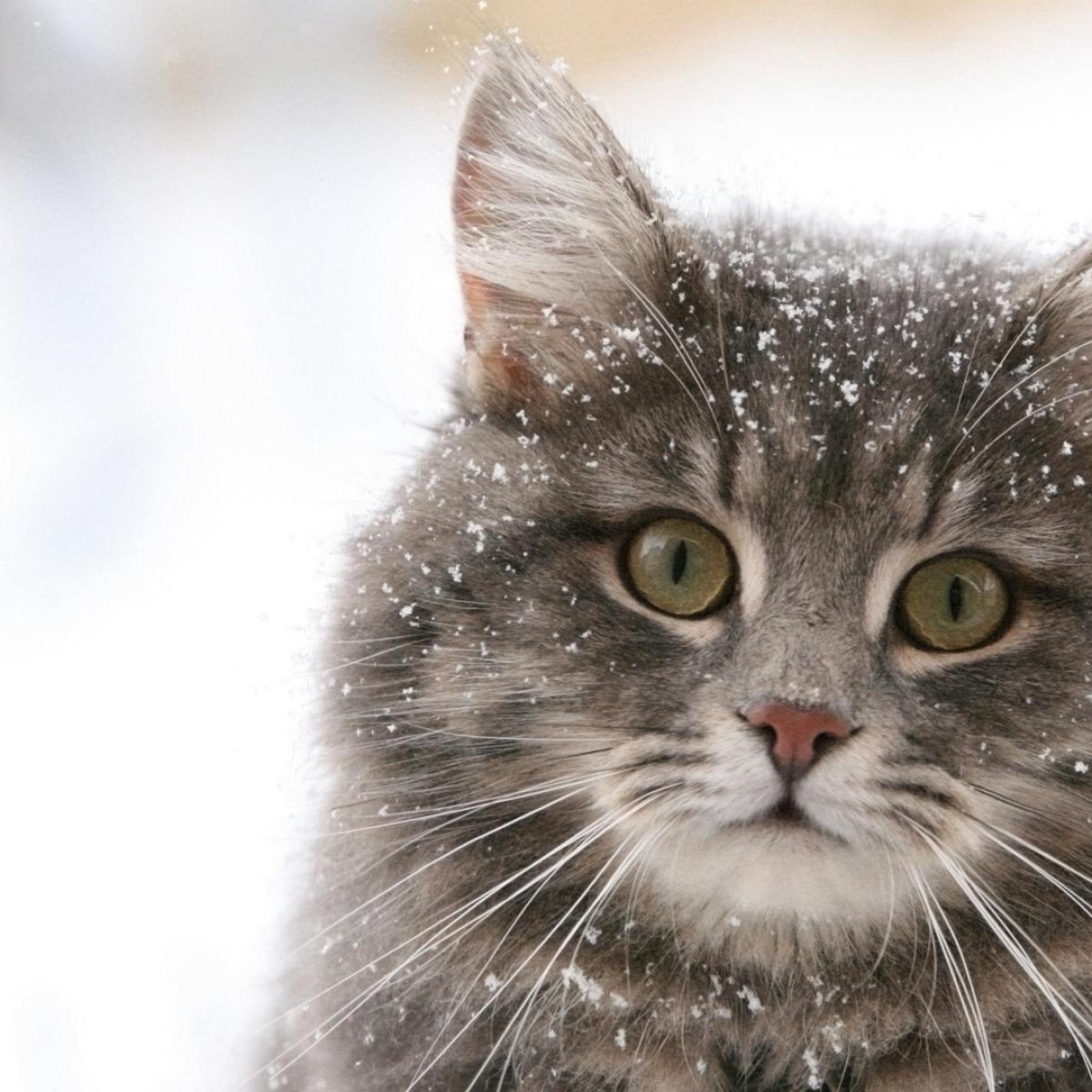 Cat iPad Wallpapers - Top Free Cat iPad Backgrounds - WallpaperAccess