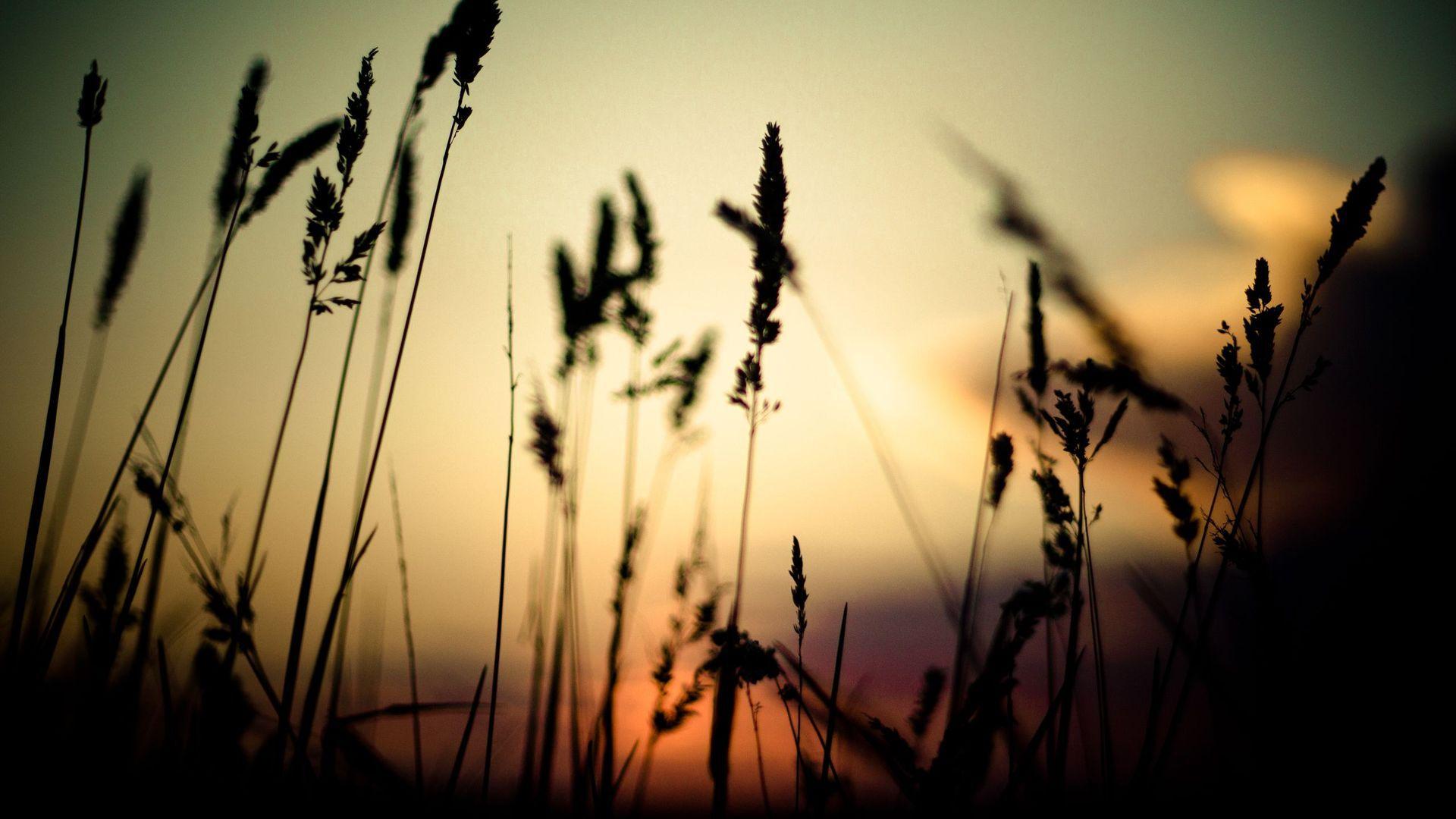 Silhouette Wallpapers - Top Free Silhouette Backgrounds - WallpaperAccess