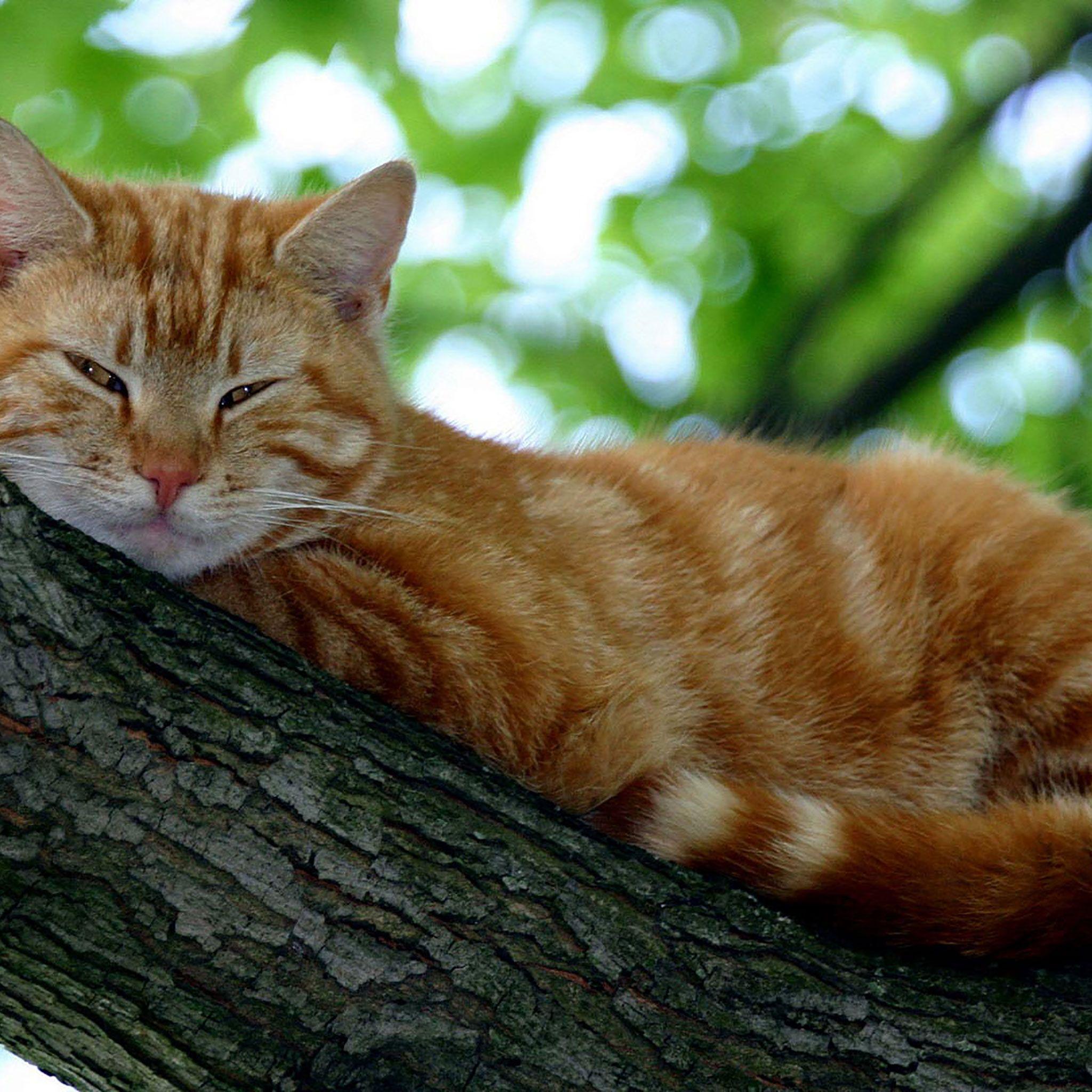 Cat iPad Wallpapers - Top Free Cat iPad Backgrounds - WallpaperAccess