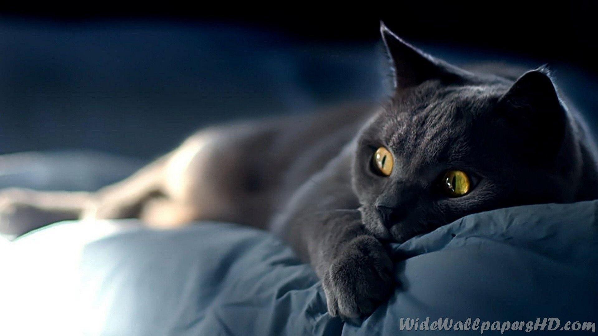 Cat iPad Wallpapers - Top Free Cat iPad Backgrounds - WallpaperAccess