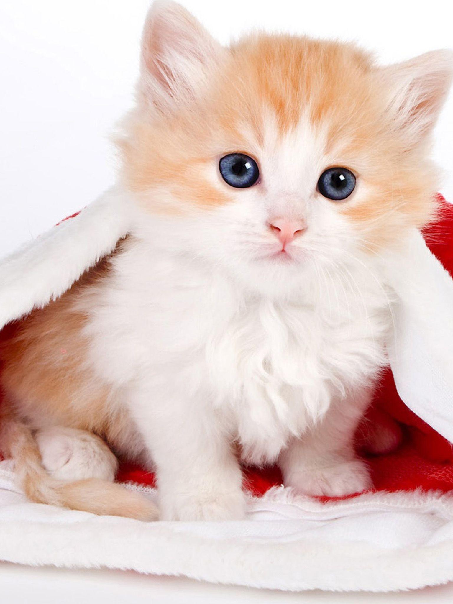 Cat iPad Wallpapers - Top Free Cat iPad Backgrounds - WallpaperAccess
