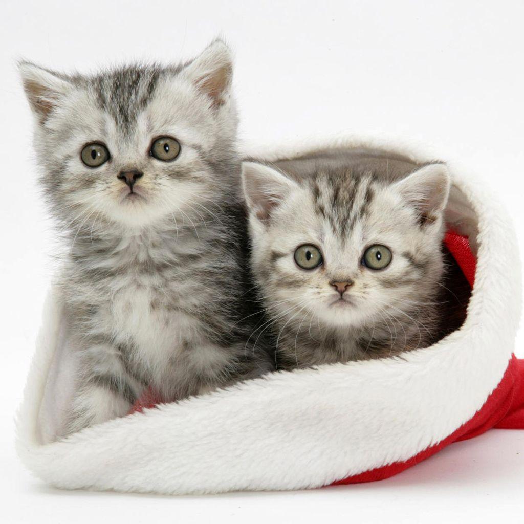 Cat iPad Wallpapers - Top Free Cat iPad Backgrounds - WallpaperAccess