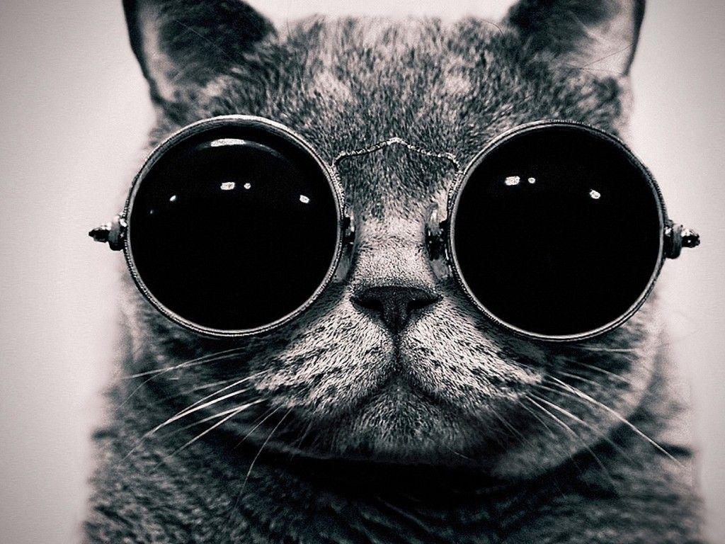 Cat iPad Wallpapers - Top Free Cat iPad Backgrounds - WallpaperAccess